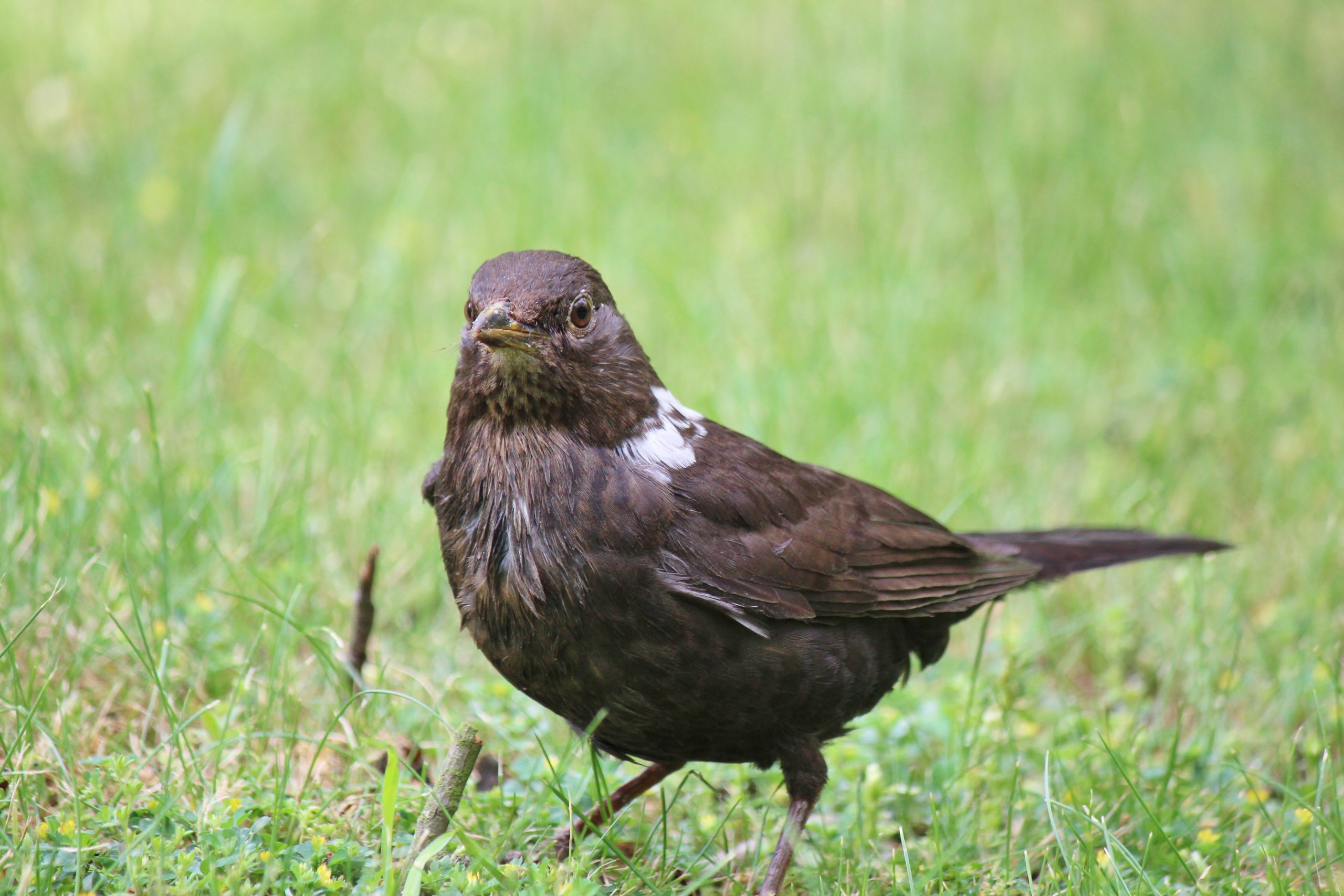 H@llAnzeiger - Vogelzählung 2024: Kleiner Zaunkönig ganz groß ...