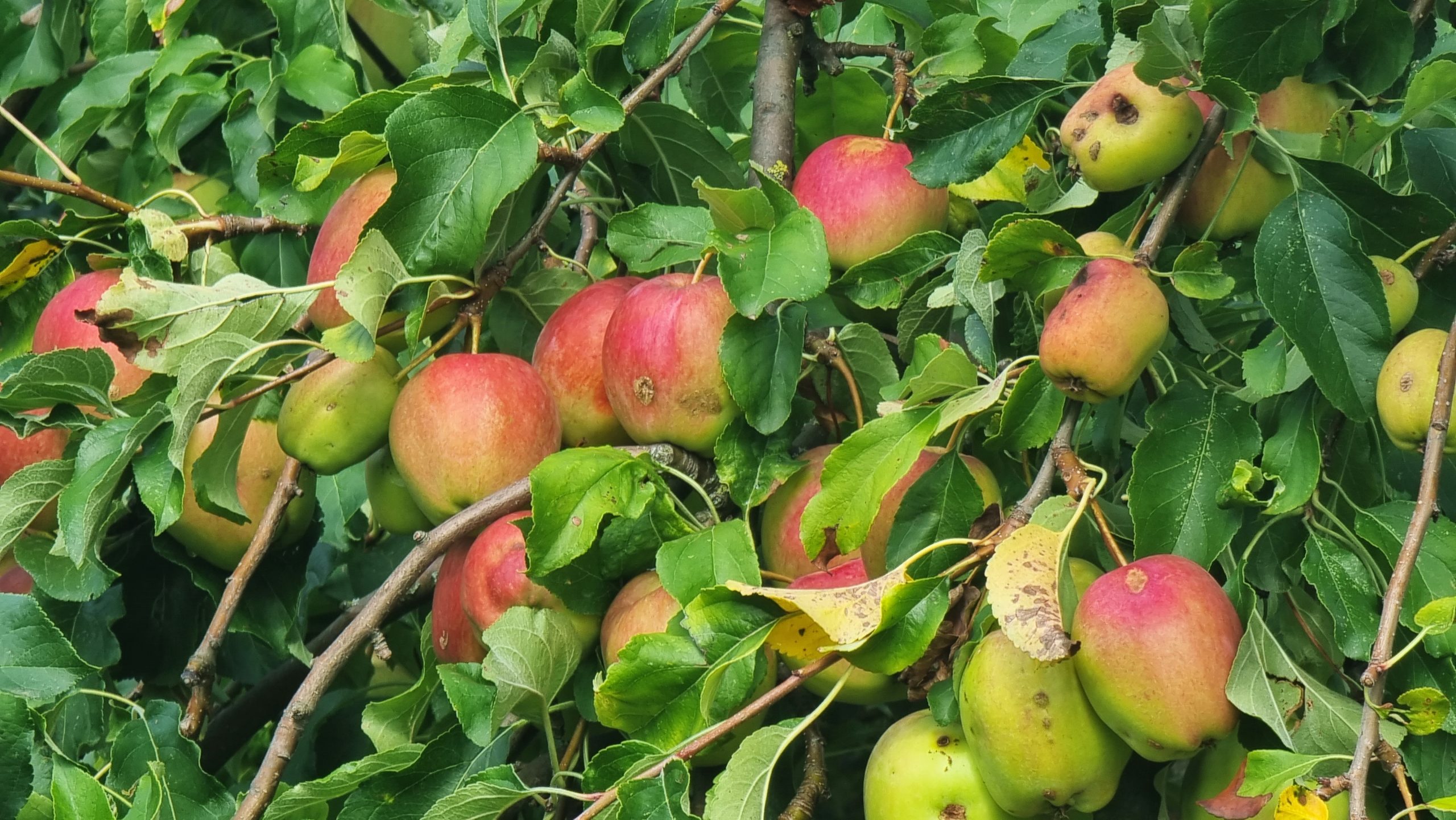 H@llAnzeiger - Knapp 2 Mio. Euro an EU-Hilfen an Obst- und Weinbaubetriebe