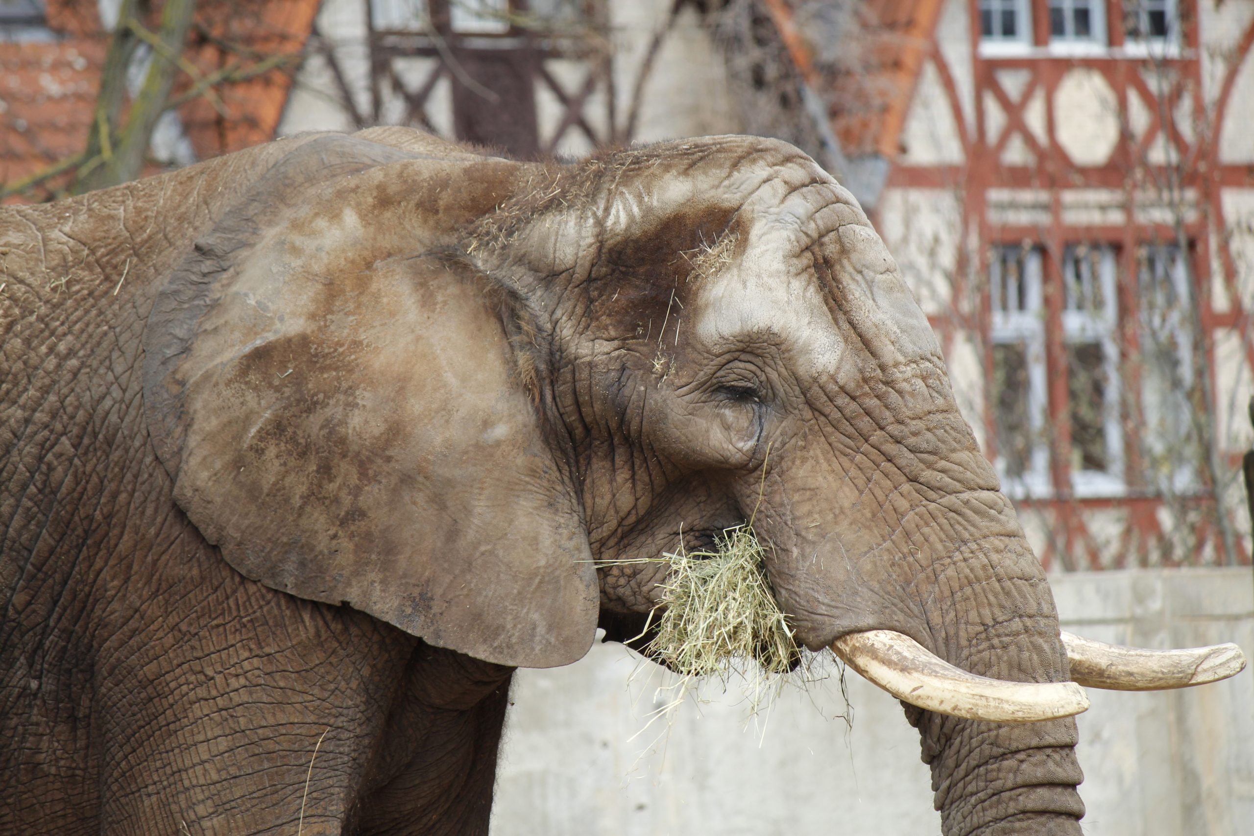 H@llAnzeiger - Elefantenbulle Abu verlässt Zoo Halle in Richtung Wien