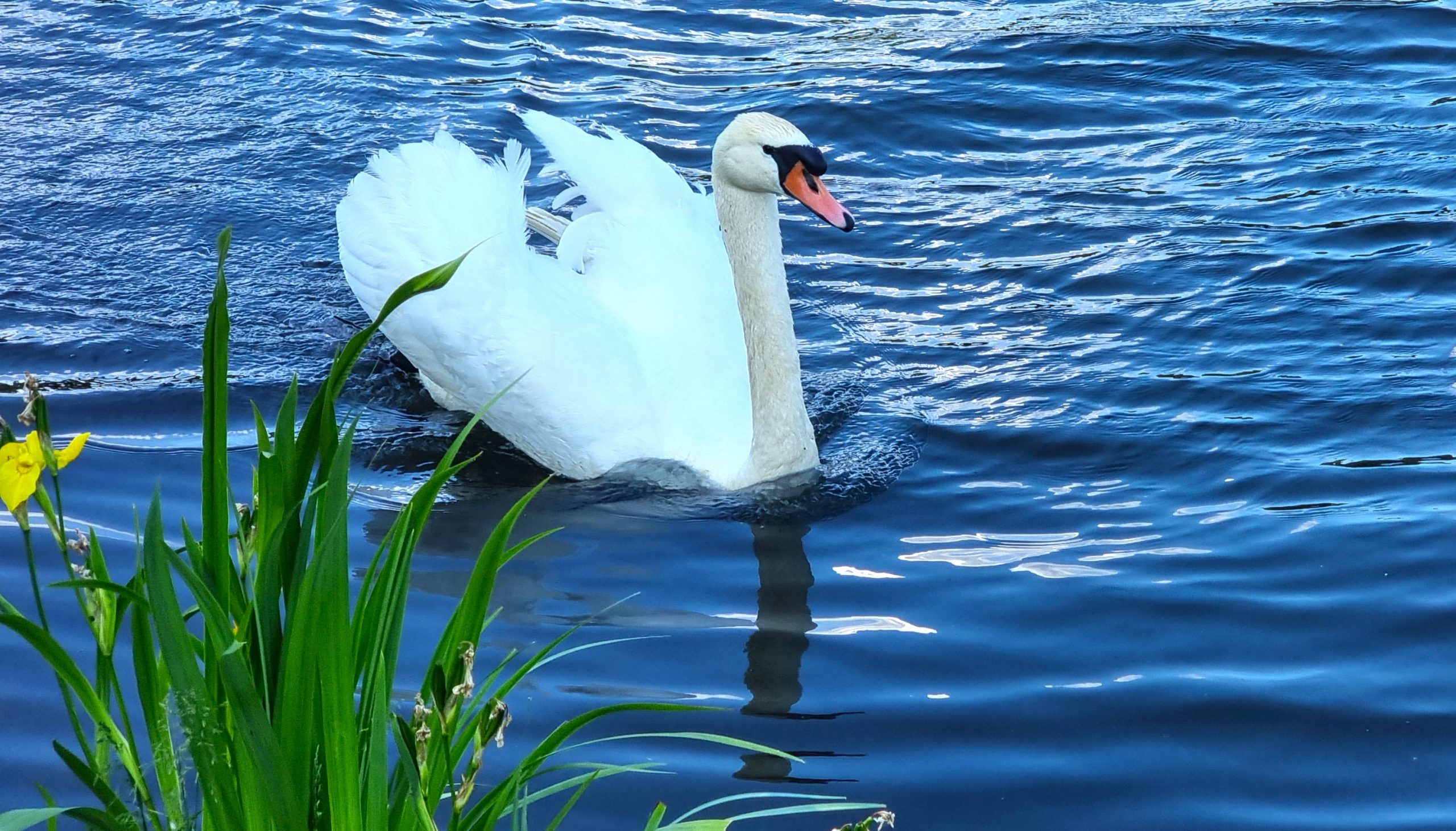 H@llAnzeiger - Schwan in Leuna getötet und ein Schwan schwer verletzt ...